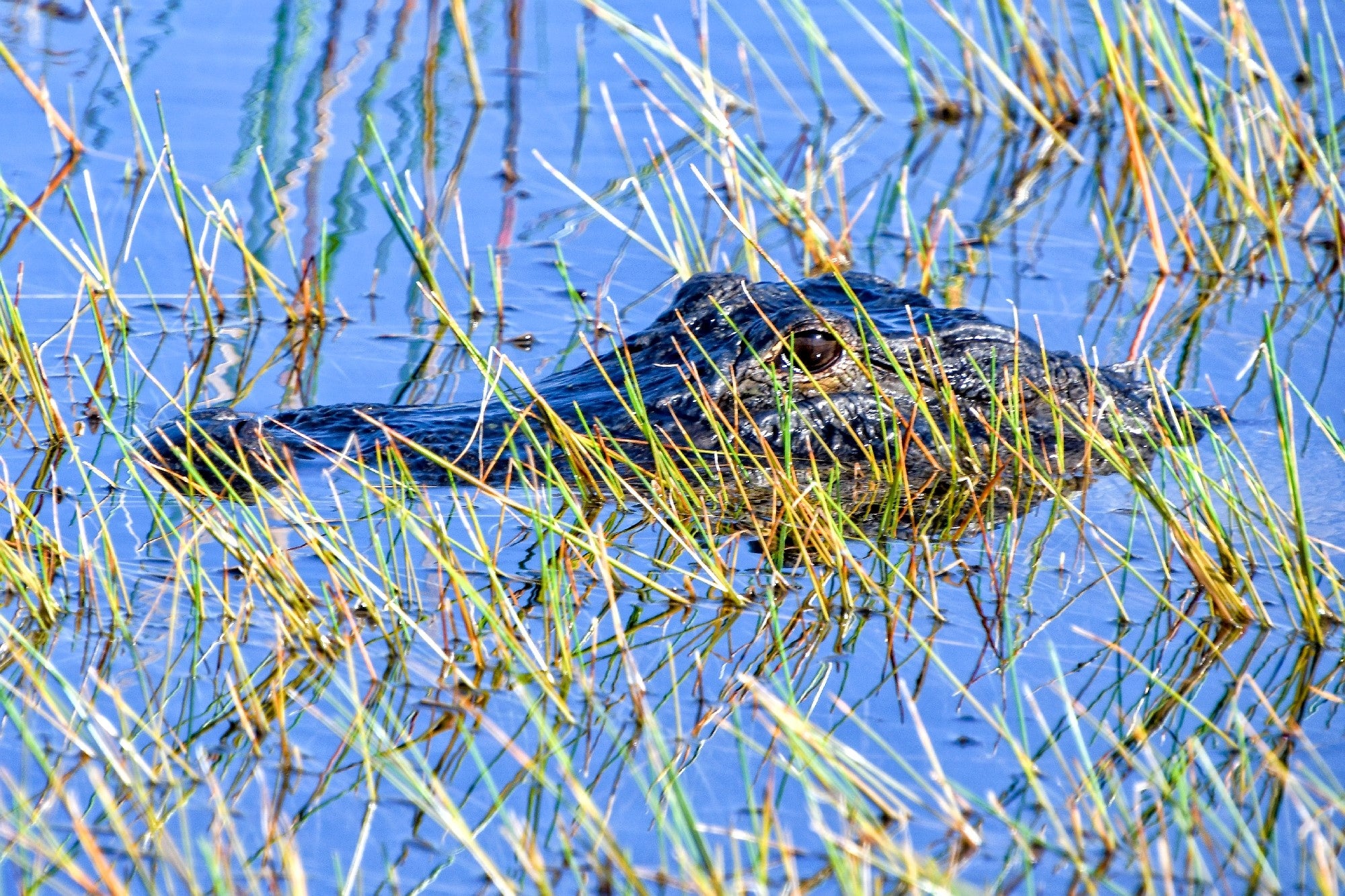 Everglades Airboat Tour - Big Bus Tours Miami