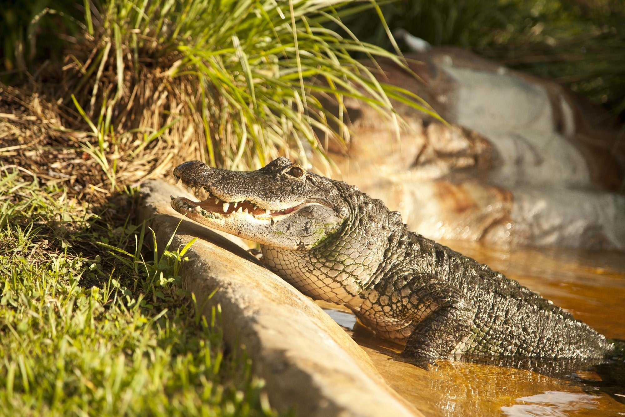 Everglades Airboat Tour - Big Bus Tours Miami