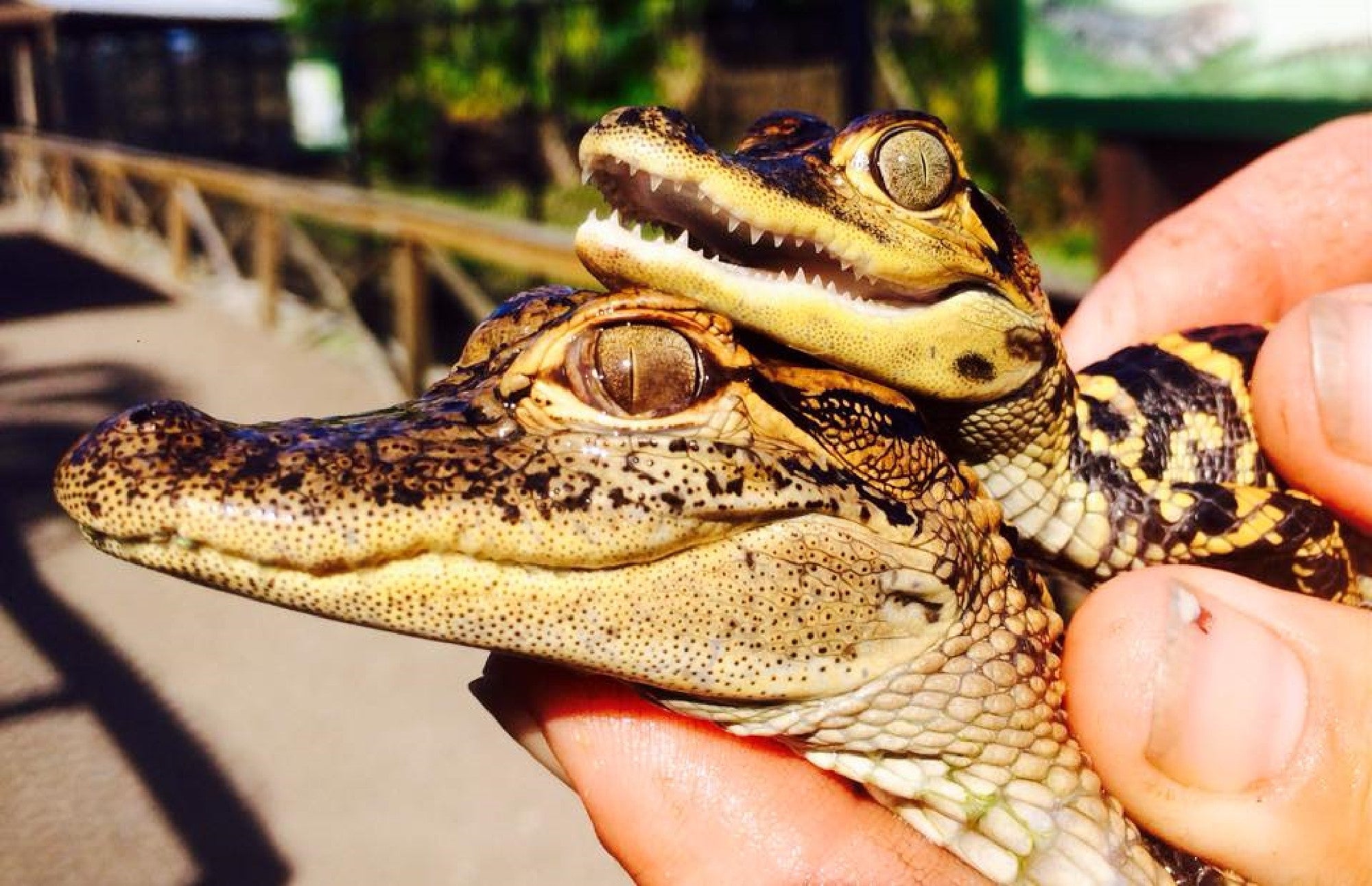 Everglades Airboat Tour - Big Bus Tours Miami