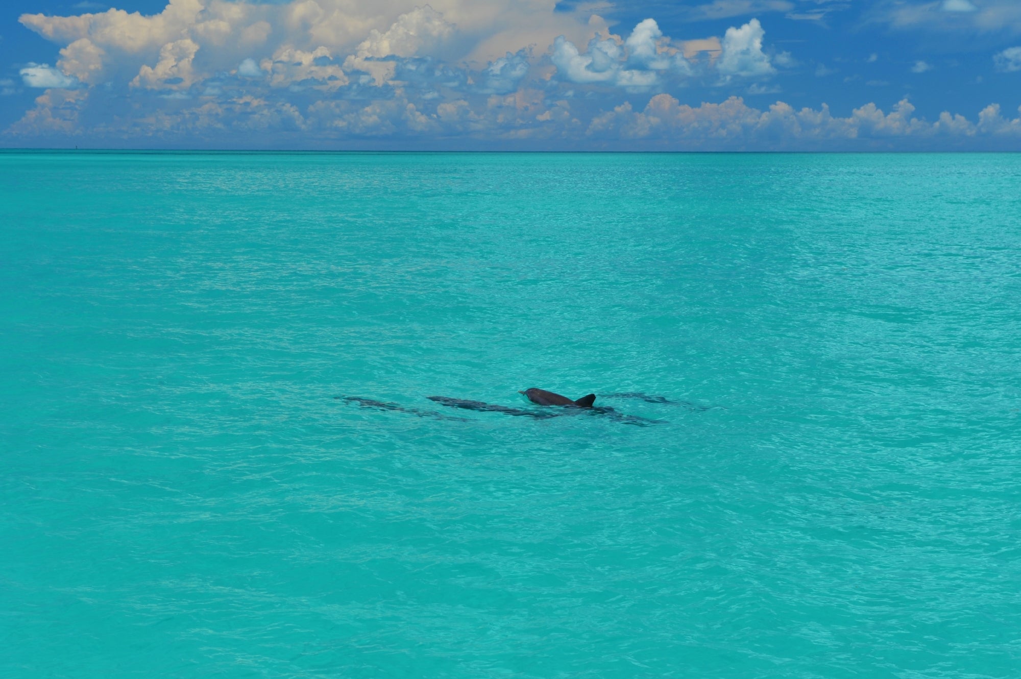 Key West Dolphin Tour and Snorkel Cruise
