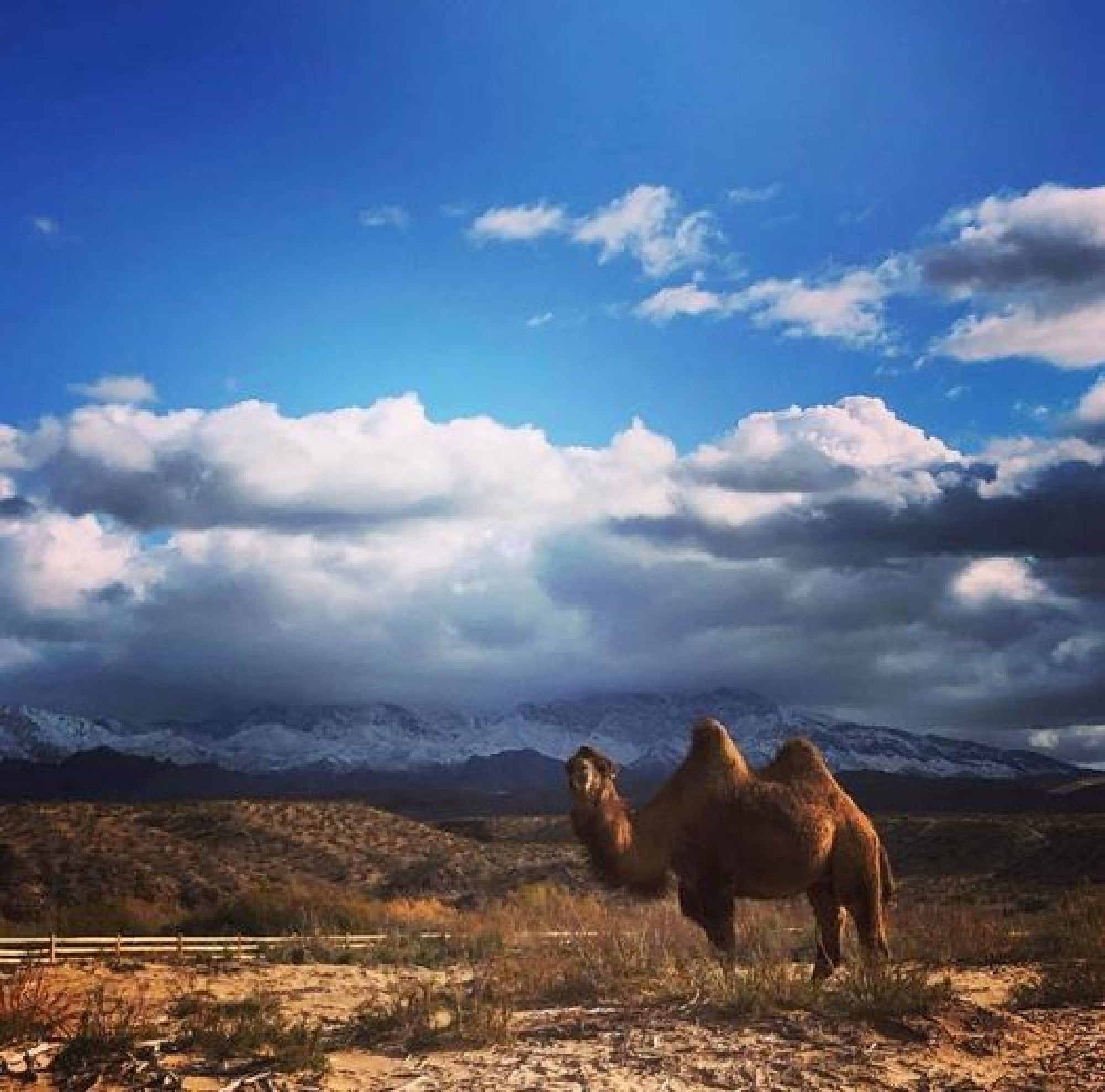 Las Vegas UTV Adventure and Camel Safari Zoo Tour