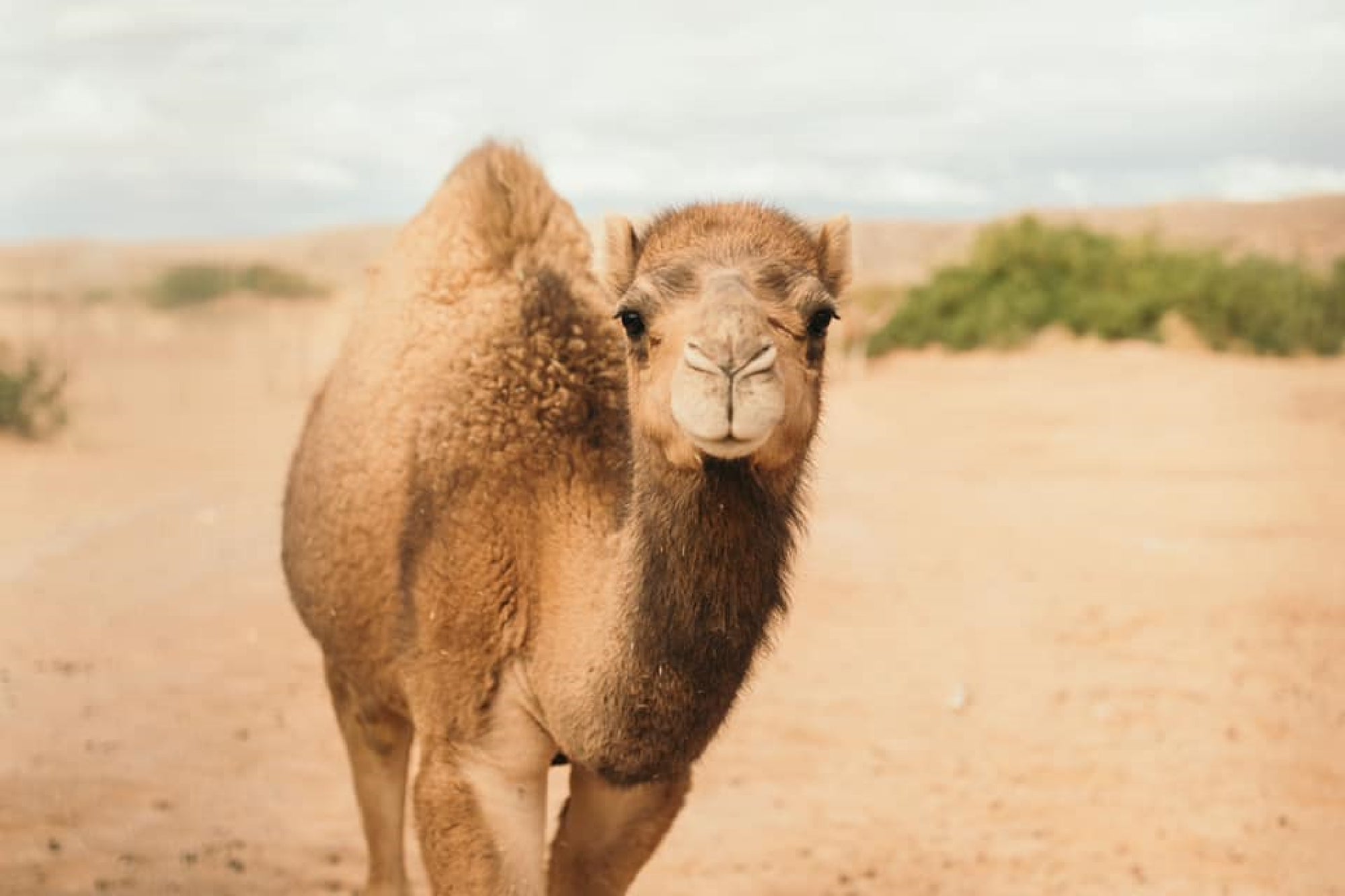 Las Vegas UTV Adventure and Camel Safari Zoo Tour