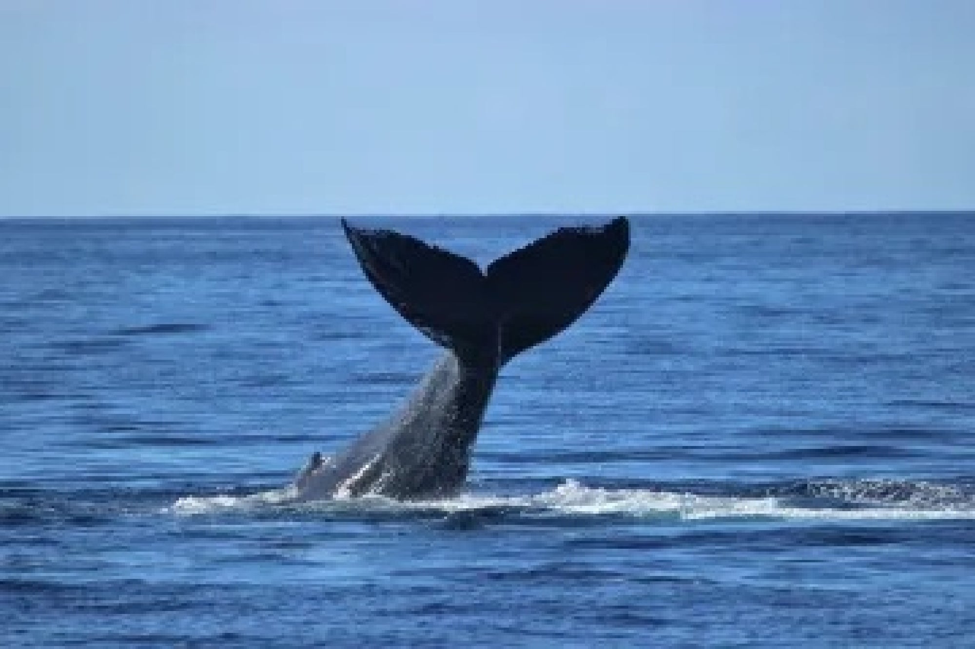 Hawaii Whale Watching & Super-Raft Experience