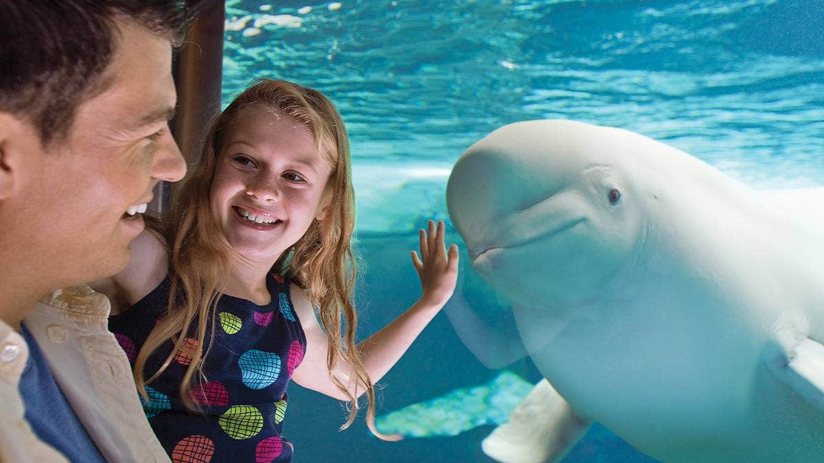 SeaWorld Orlando Animals: Guide to Meeting The Marine Stars