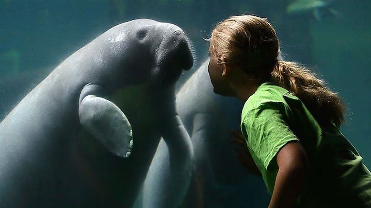 Animals at SeaWorld Orlando: Complete Guide to the Marine Park