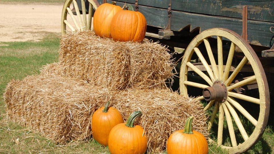 Best Time to Visit Williamsburg VA: 2024 Fall Festivals & Foliage
