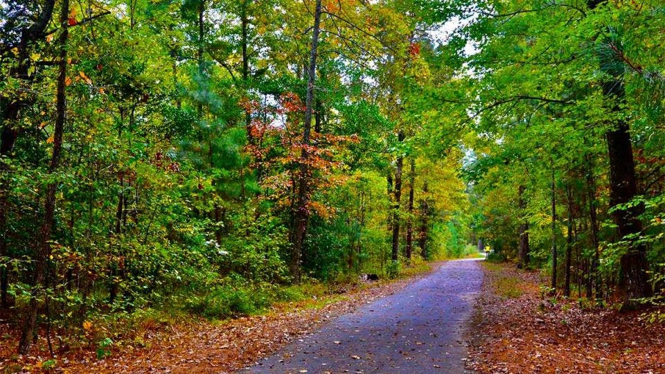 Best Time to Visit Williamsburg VA: 2024 Fall Festivals & Foliage