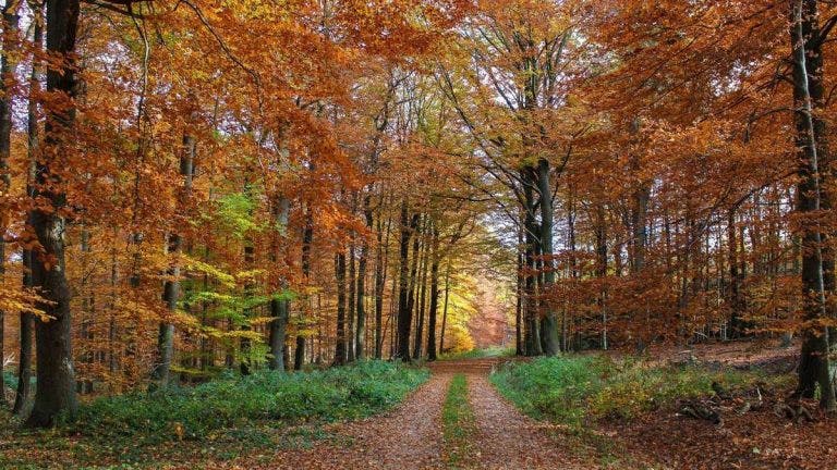 Branson in the Fall: Foliage, Activities & Live Shows in 2025