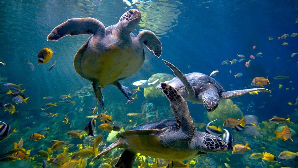 SeaWorld San Diego Animals: Must-See Animals & Their Locations