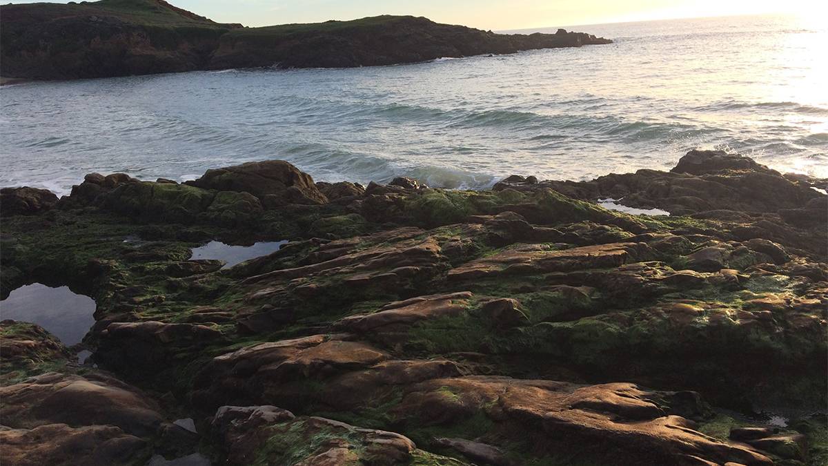 5 Must-See Tide Pools in San Francisco - Tripster Travel Guide