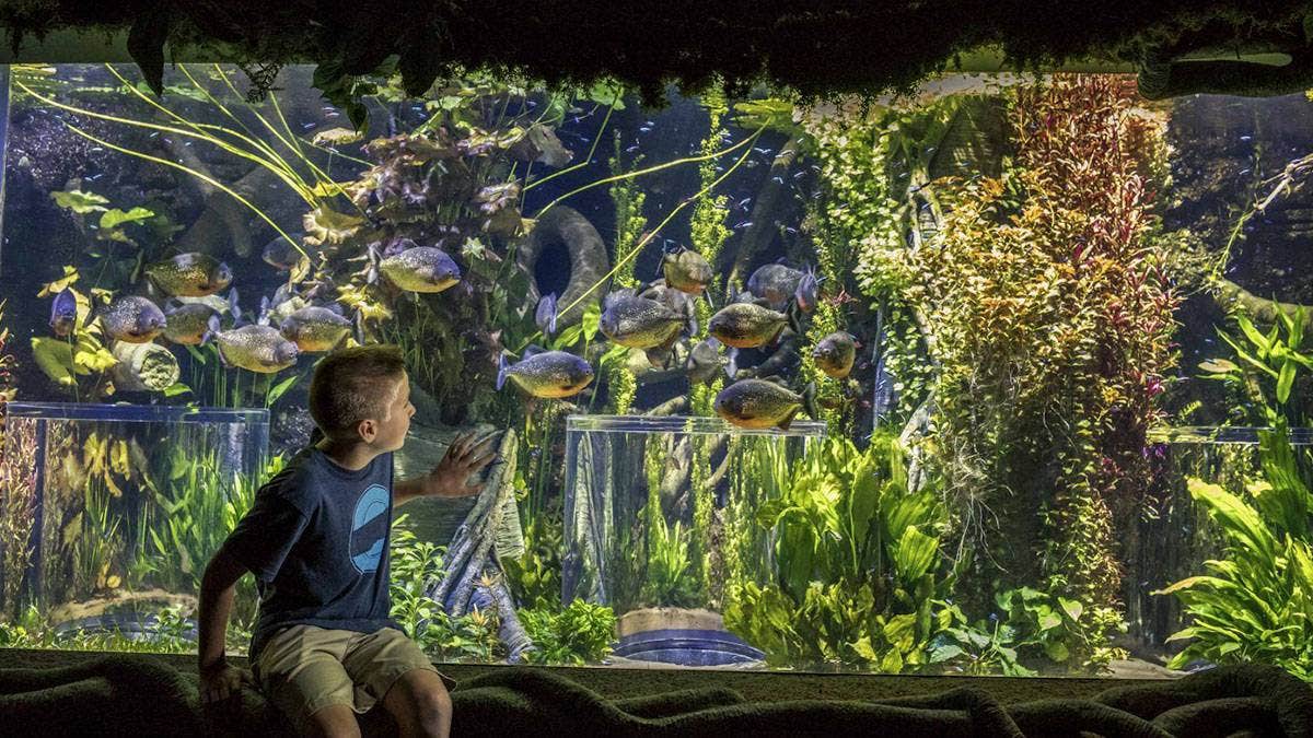 Wonders of Wildlife Discount Tickets: Up To 42% Off Today (2026)