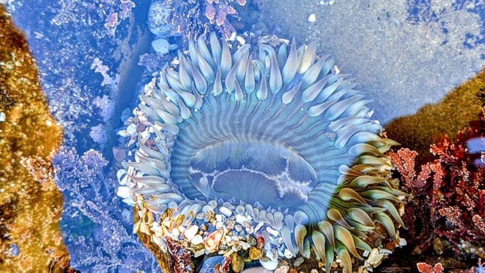 Tide Pools San Diego: A Guide to La Jolla, Point Loma, & Beyond