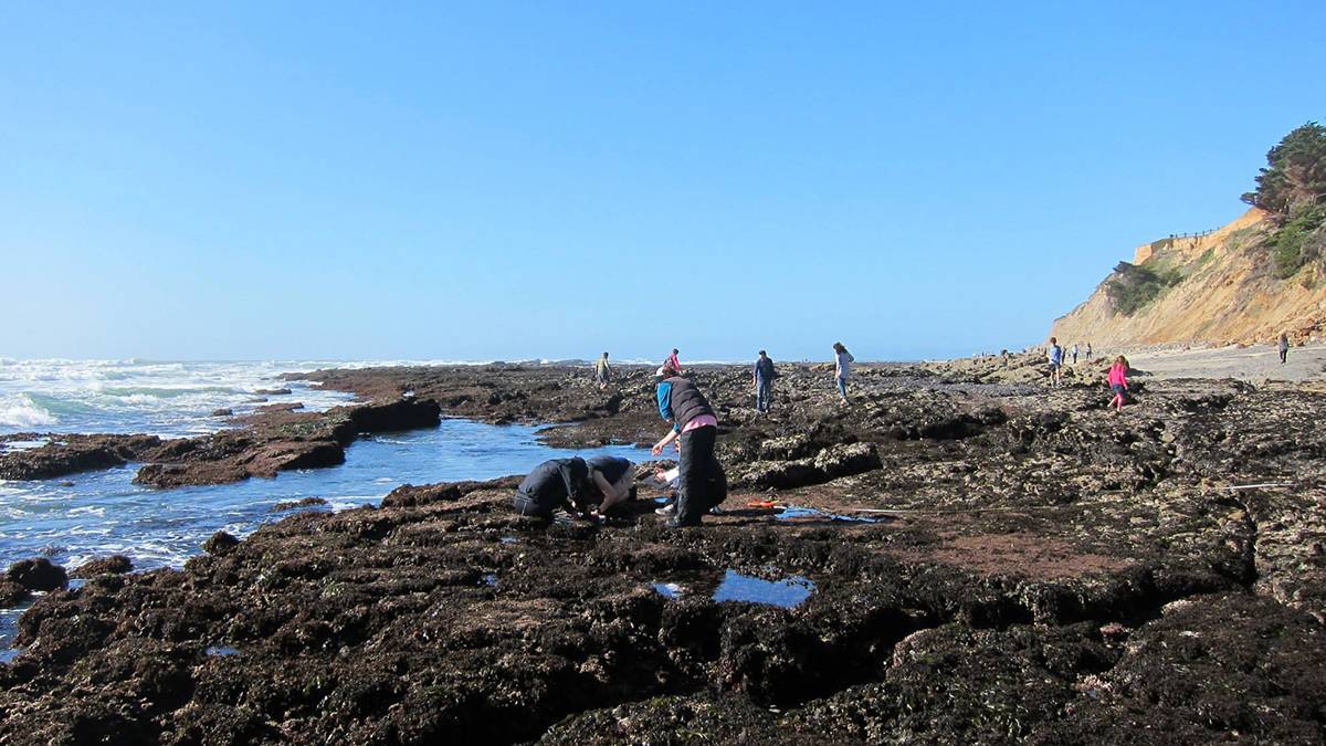 5 Must-See Tide Pools in San Francisco - Tripster Travel Guide