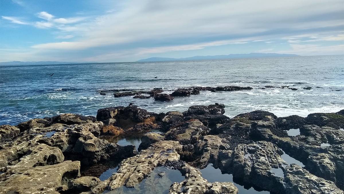 5 Must-See Tide Pools in San Francisco - Tripster Travel Guide