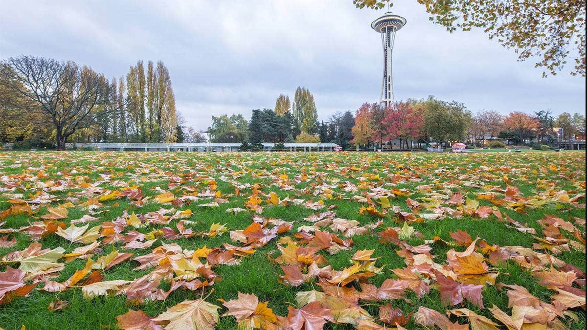 Fall Foliage Seattle: Where to Go and What to See in 2025