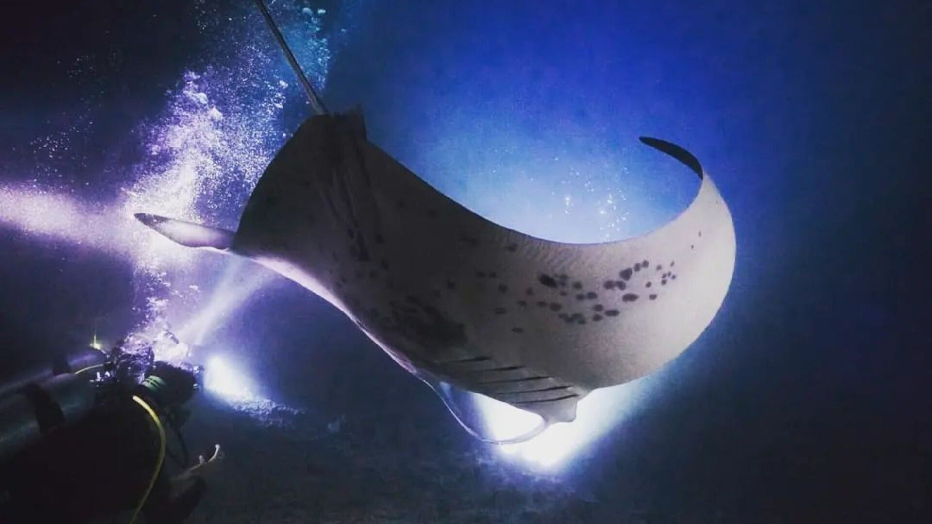 Best Manta Ray Night Snorkel Kona: Up To 12% Off Today