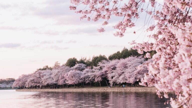 Washington DC Spring: Blossoms, Tours, Festivals, and More!
