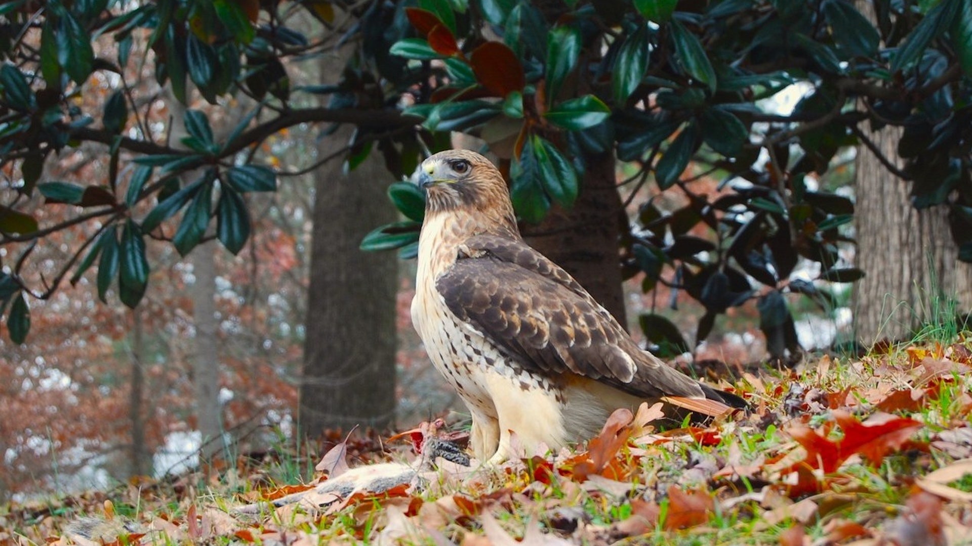 Grant Park Atlanta: Walk the Trails, Visit the Zoo, and Have Fun