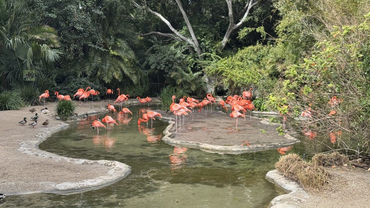 San Diego Zoo Inside Look Tour: A Behind-the-Scenes Adventure