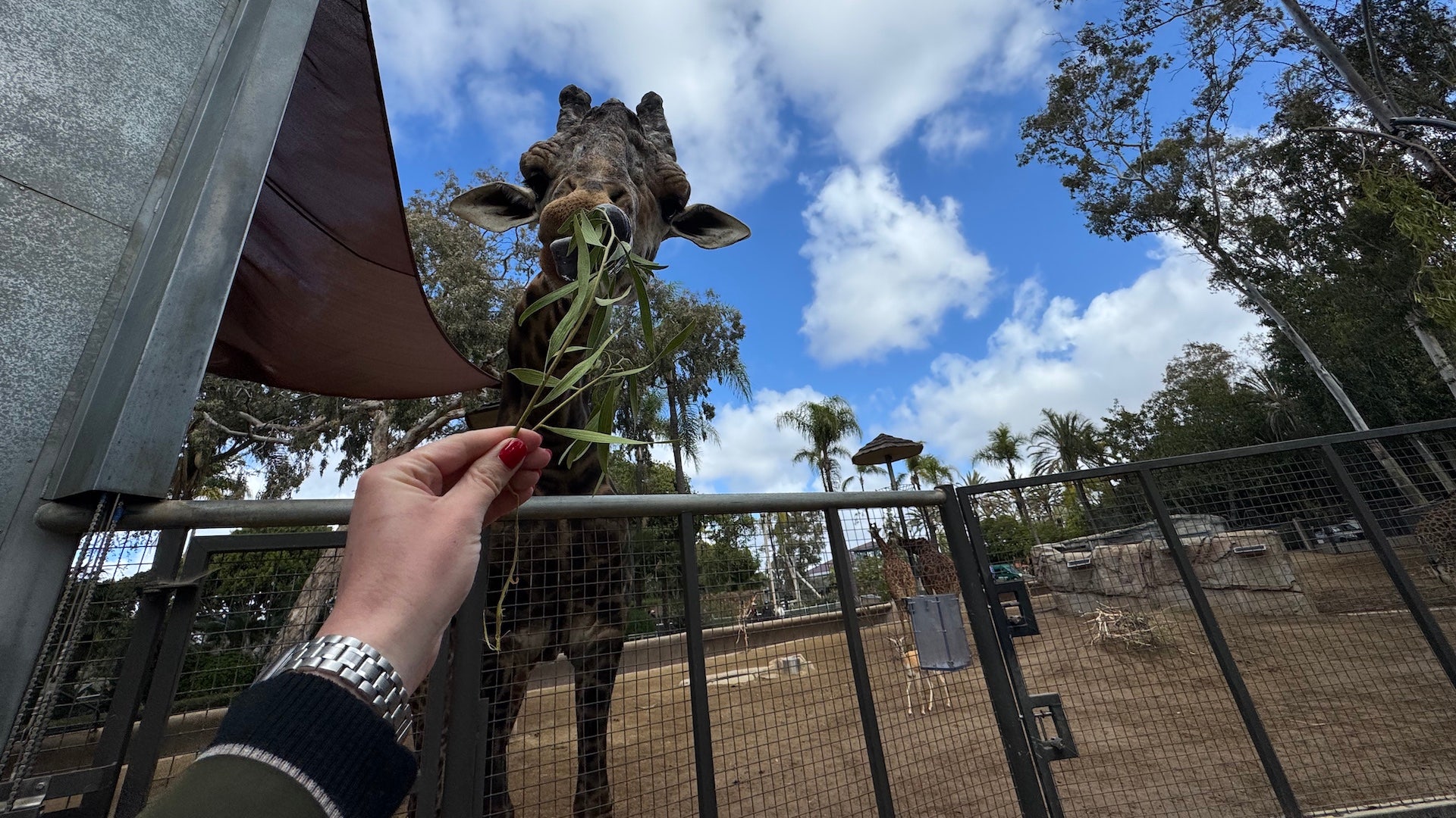 San Diego Zoo Inside Look Tour: A Behind-the-Scenes Adventure