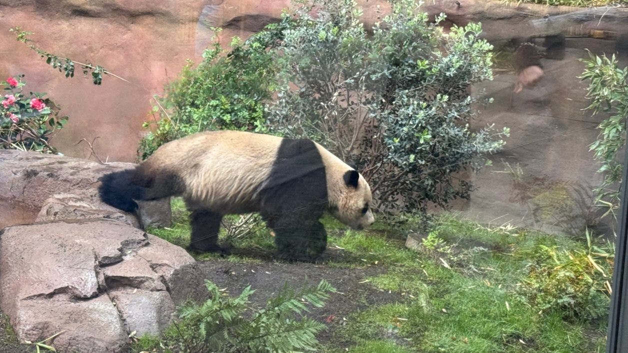 San Diego Zoo Pandas: All You Need to Know For Your Visit