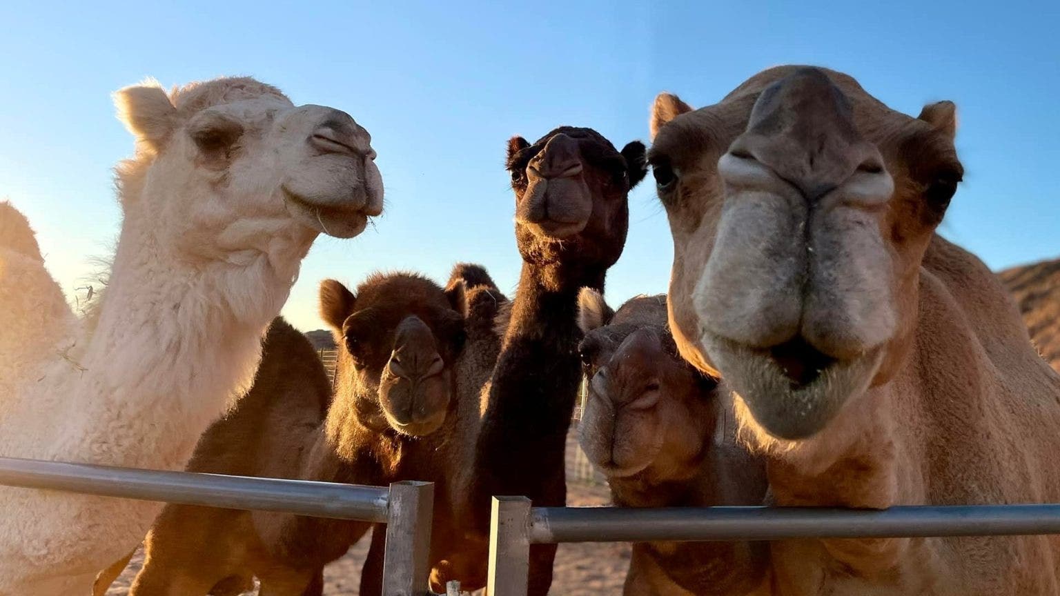 Camel Safari Las Vegas – Save Up to 10% Off Today