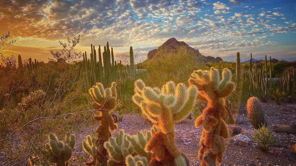 Free Things to Do in Phoenix: 8 Must-Try Activities