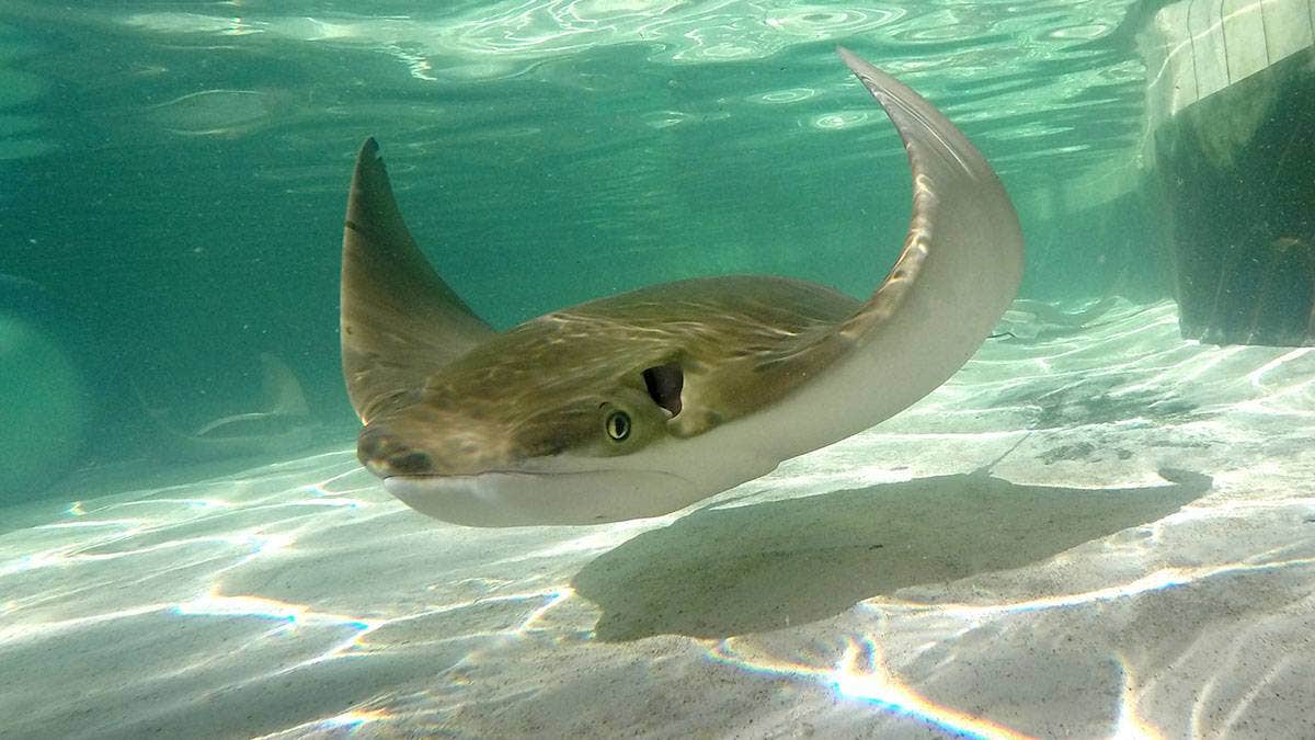 Phoenix Zoo Discount Code: Up to 34% Off Instantly